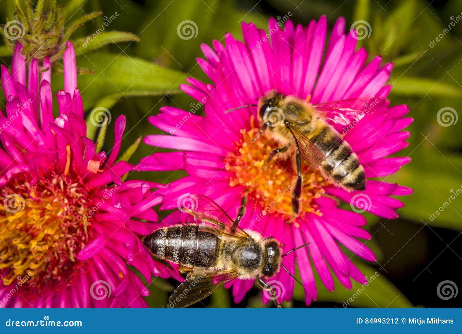 Bee picking up honey stock photo. Image of plant, honey - 84993212