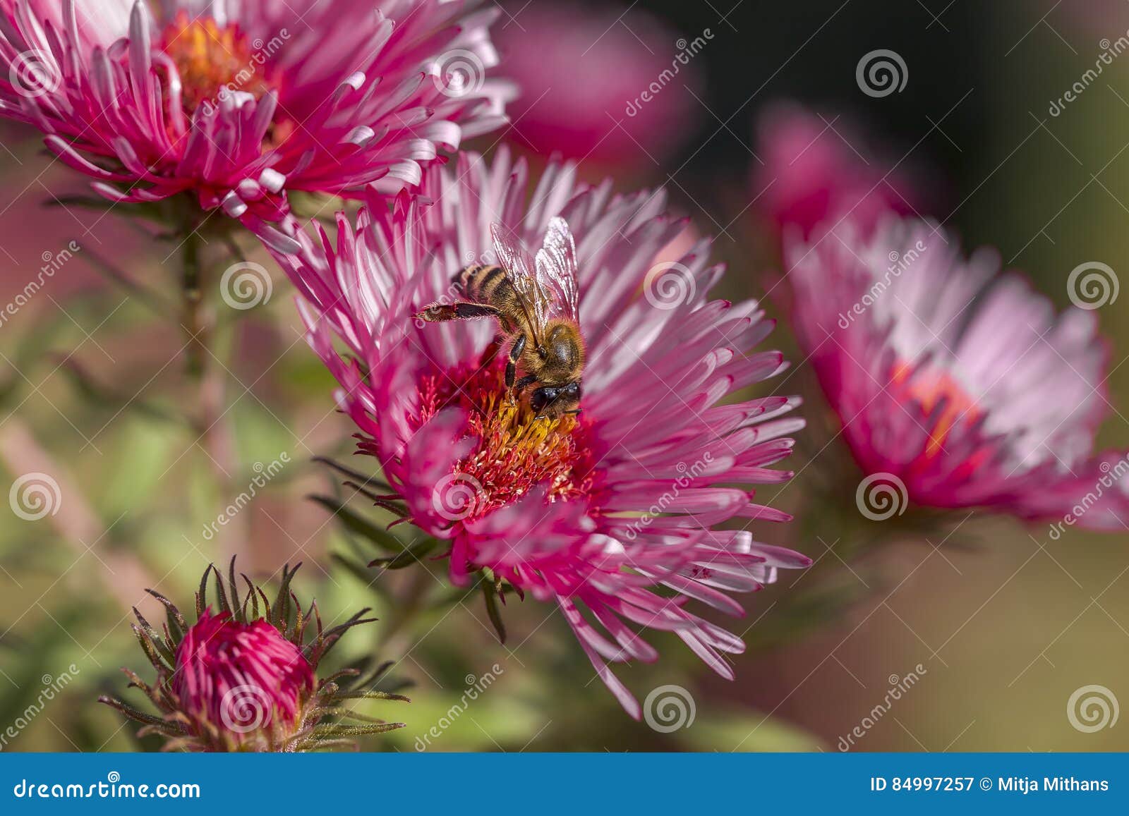 Bee picking up honey stock image. Image of flower, nature - 84997257