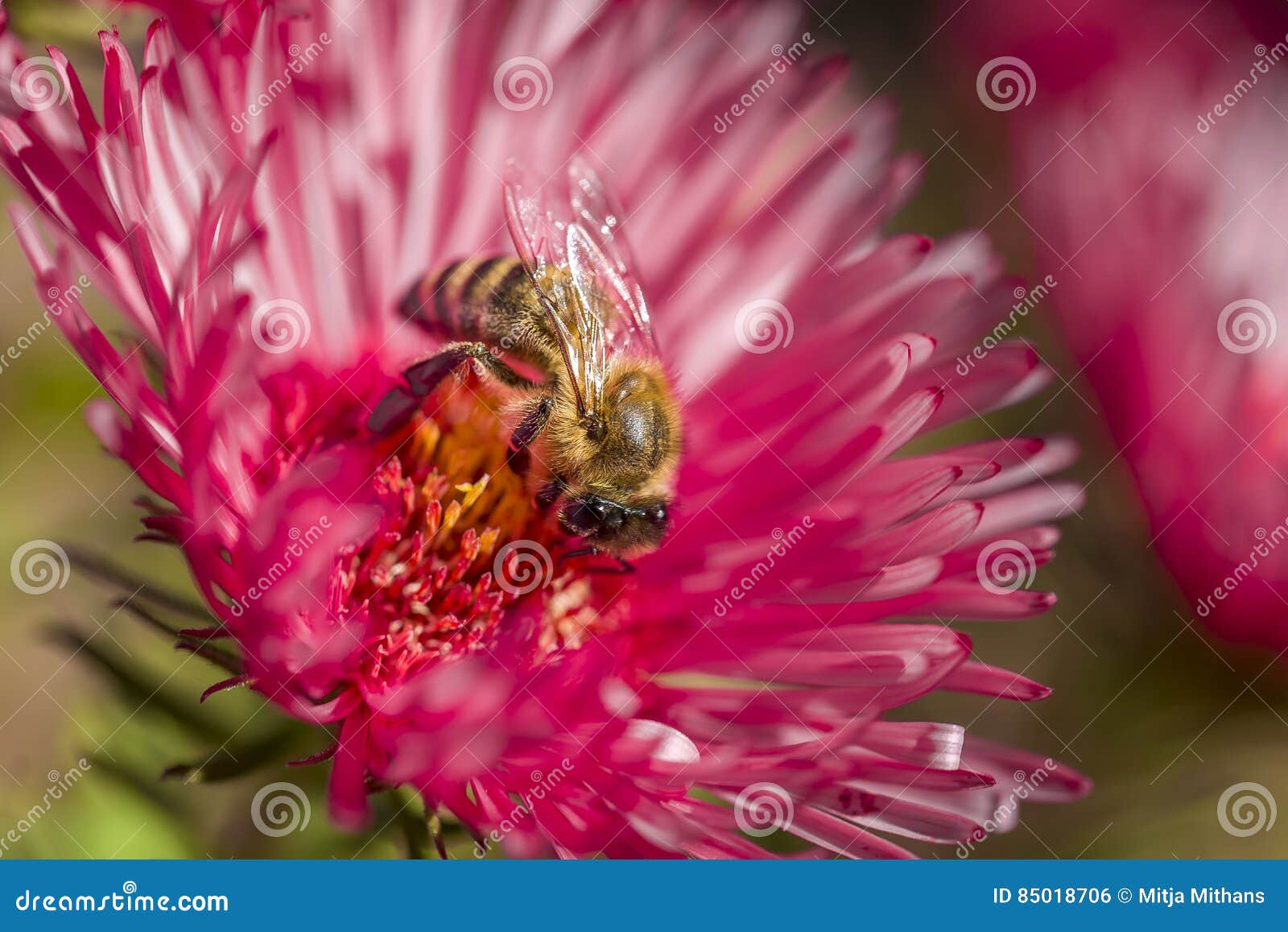 Bee picking up honey stock photo. Image of honey, flowerbed - 85018706