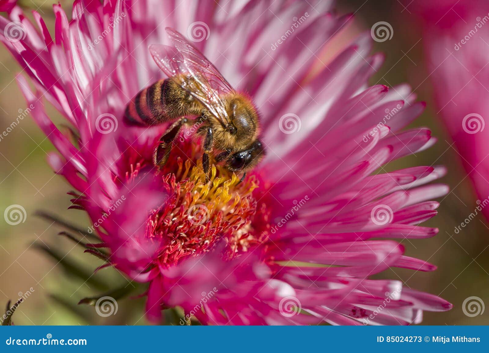 Bee picking up honey stock image. Image of nature, animal - 85024273