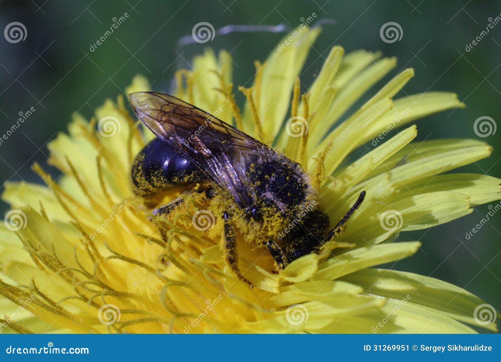 A Bee Picking Up Nectar on the Dandelion Macro Photo Stock Image ...