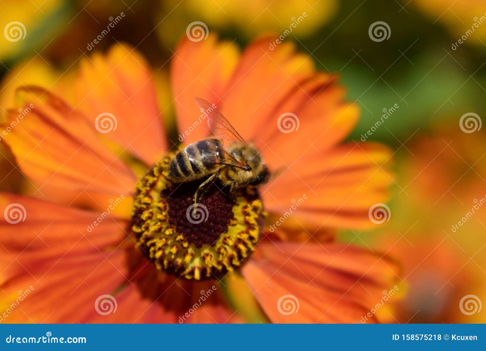 Bee Picking Up Nectar on Orange Flower Stock Photo - Image of pollen ...