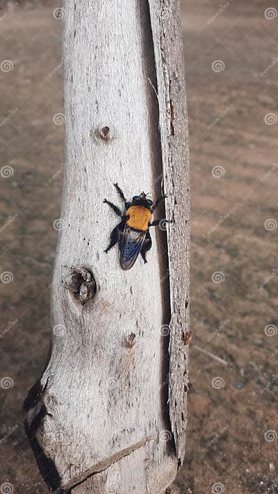 Bee stock image. Image of nature, ghana, insect, wildlife - 230033941