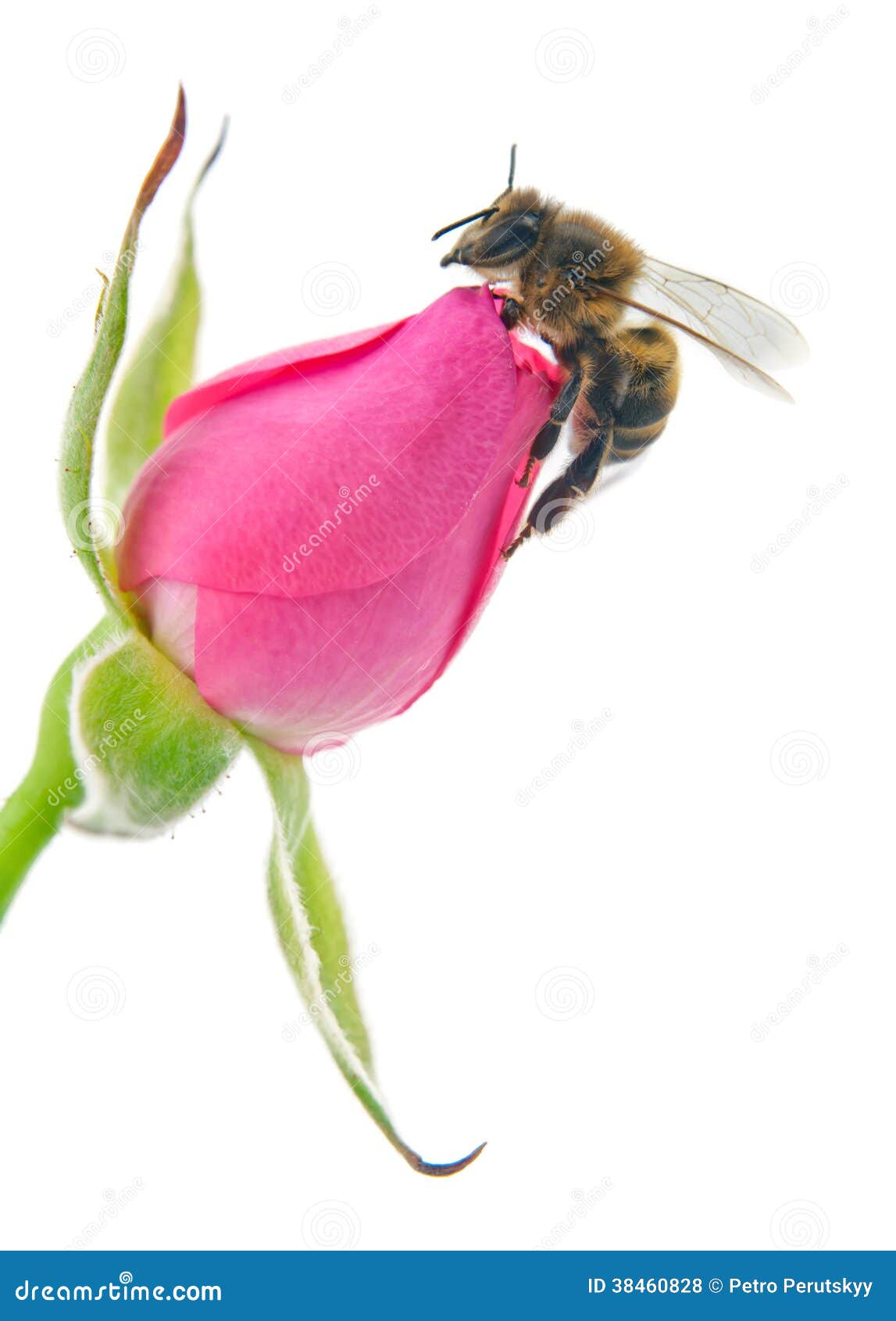 Bee and pink stock photo. Image of botany, aromatic, honey - 38460828