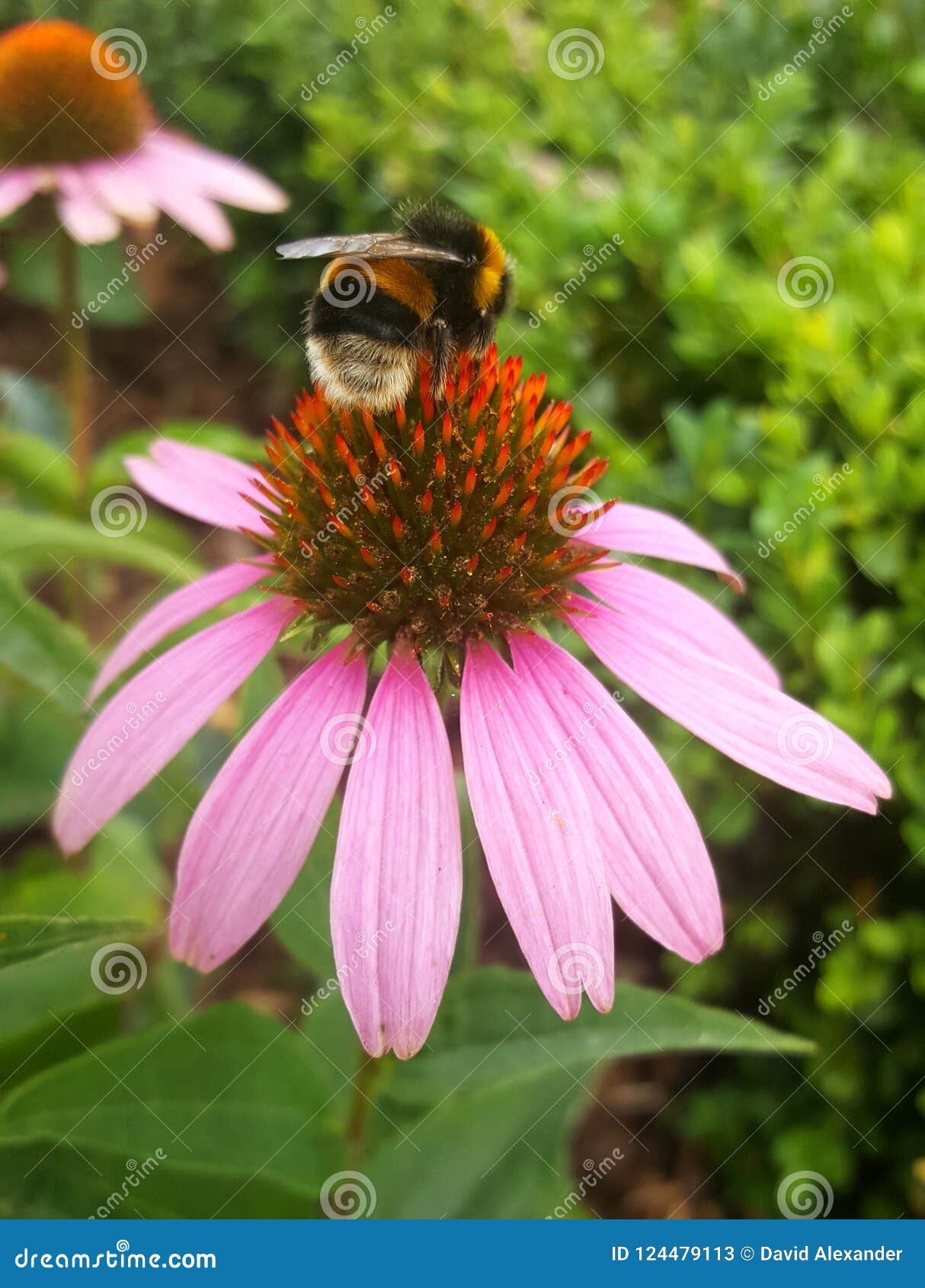 Bee on a Pink Coneflower stock image. Image of bloom - 124479113