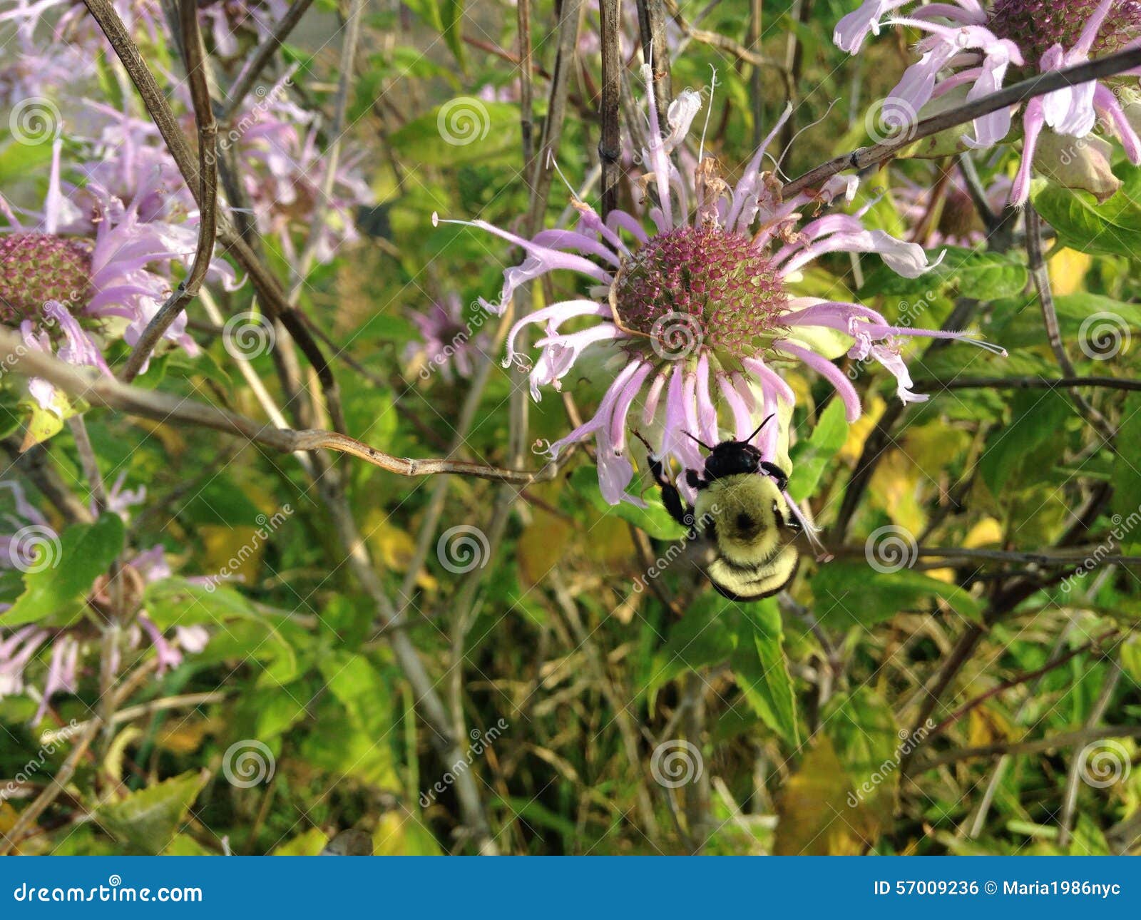 Bee on Monarda Flower. stock photo. Image of summer, bergamot - 57009236