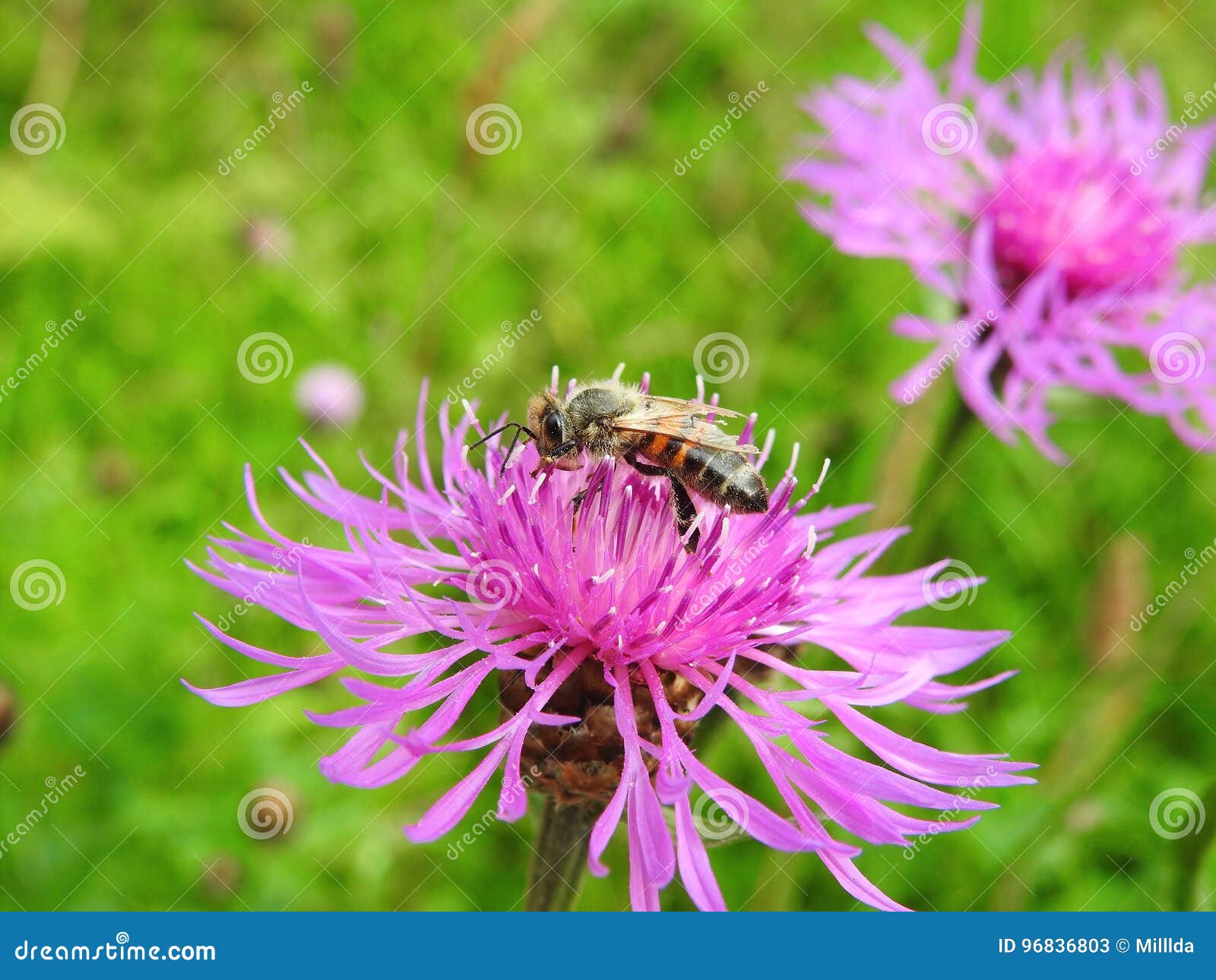 Bee on Pink Flower, Lithuania Stock Image - Image of flower, petal ...