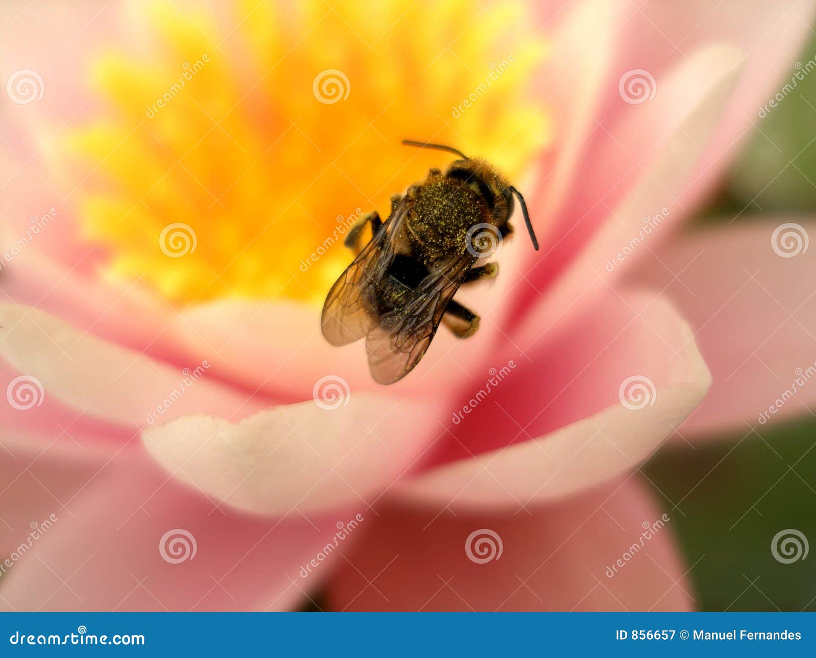 A Bee on a Pink Lotus Flower Stock Image - Image of scent, botanics: 856657