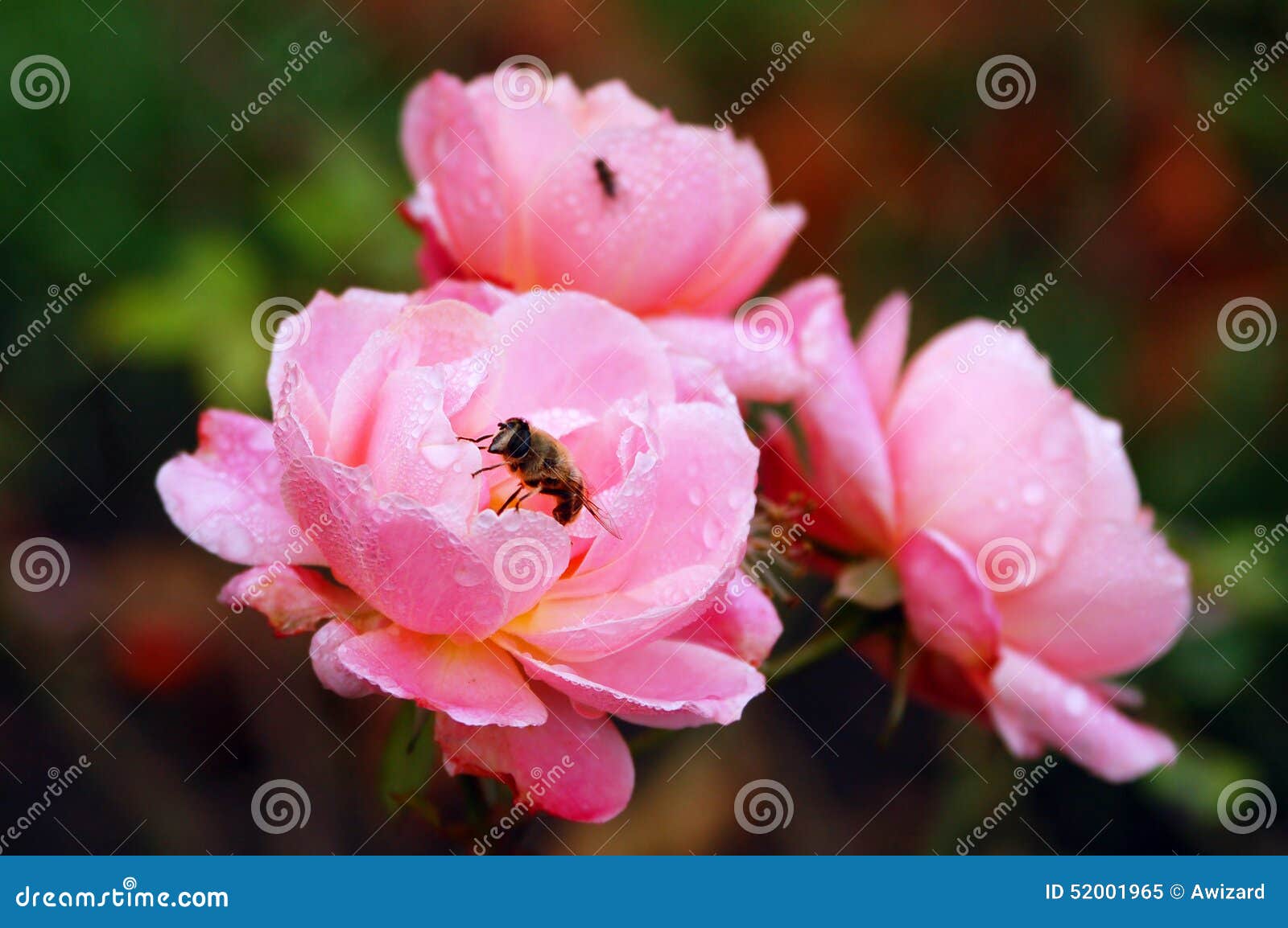 Bee on pink rose stock image. Image of green, flower - 52001965