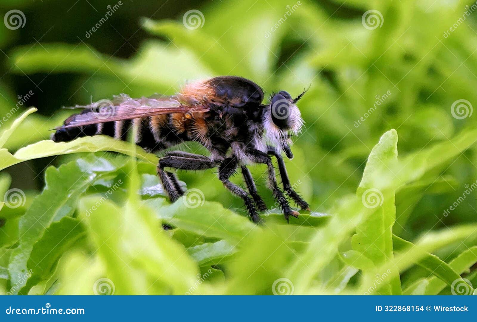 A Bee on a Plant with it S Wings Open and Feet Bent Forward Stock Photo ...