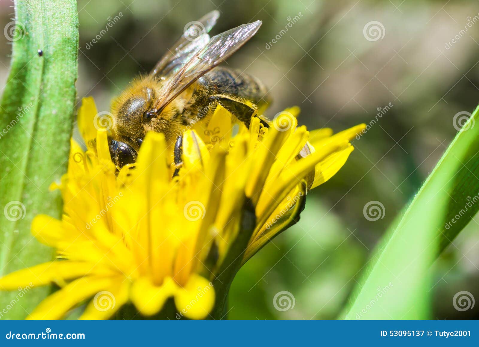 Bee Polinating on a Yellow Flower in the Garden Stock Image - Image of ...