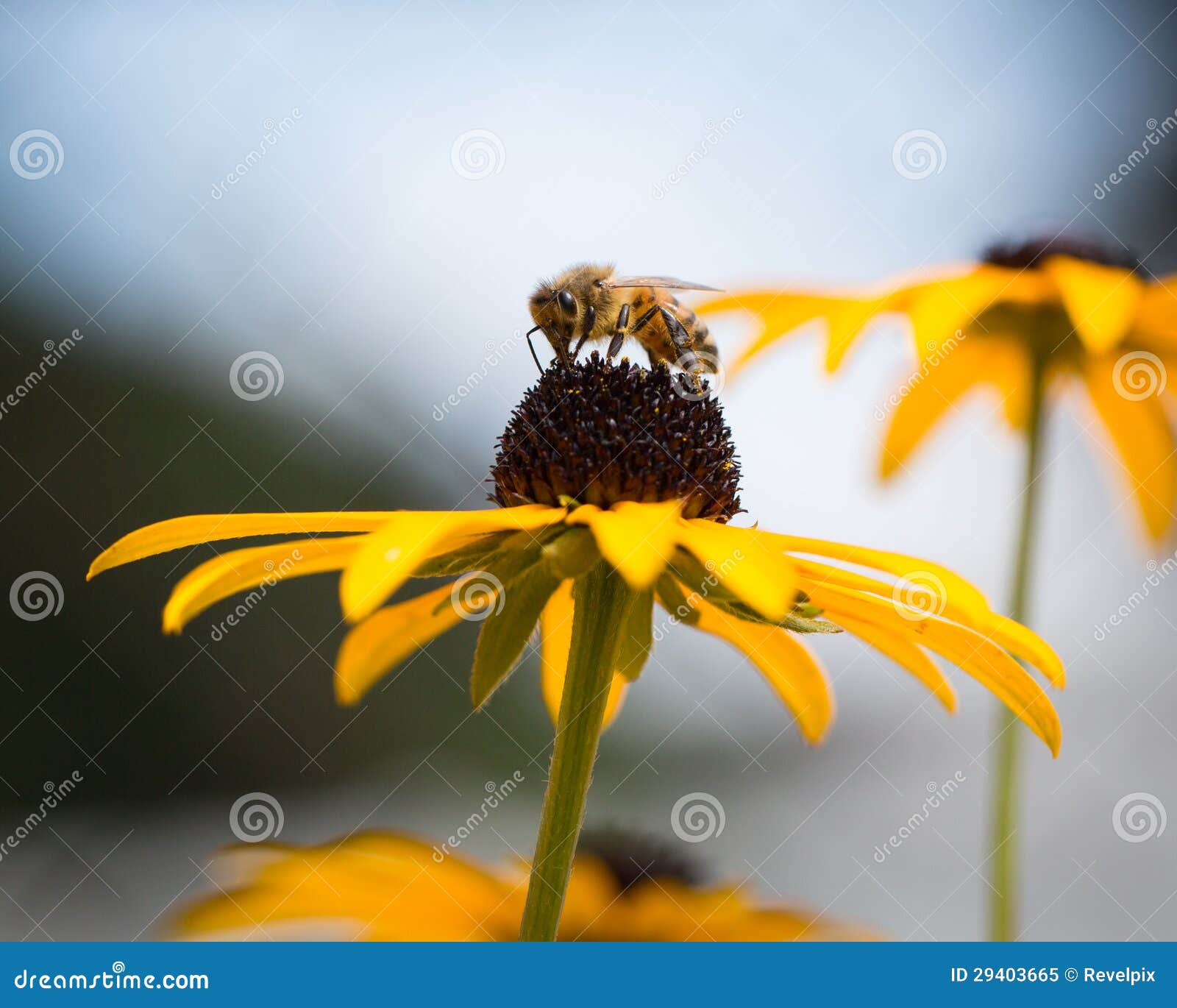 Bee Pollen Closeup Profile stock image. Image of collecting - 29403665