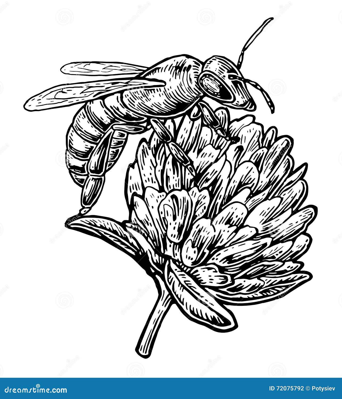 Bee Pollen from Clover. Vector Vintage Illustration on White Background ...