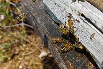 Bee with Pollen Coming Inside the Behive Stock Photo - Image of ...