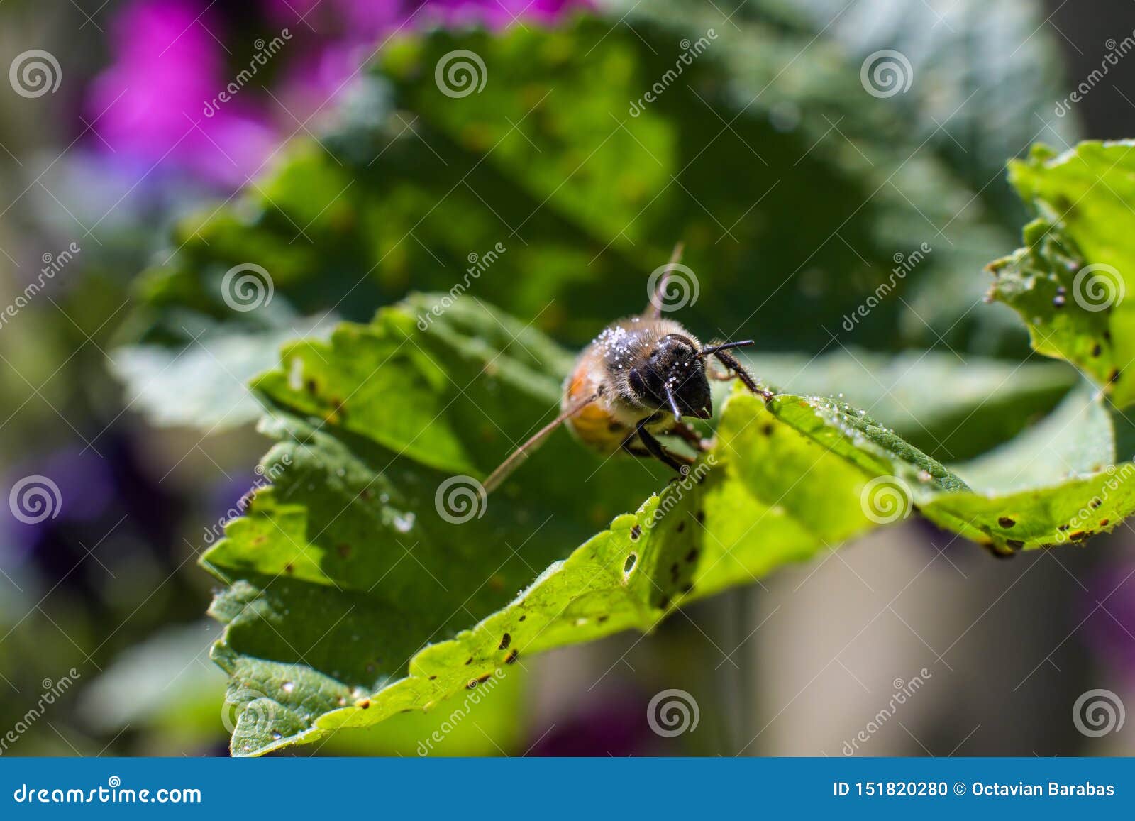 Bee with of Pollen in Fur on Green Leaf Full of Small Insects ...