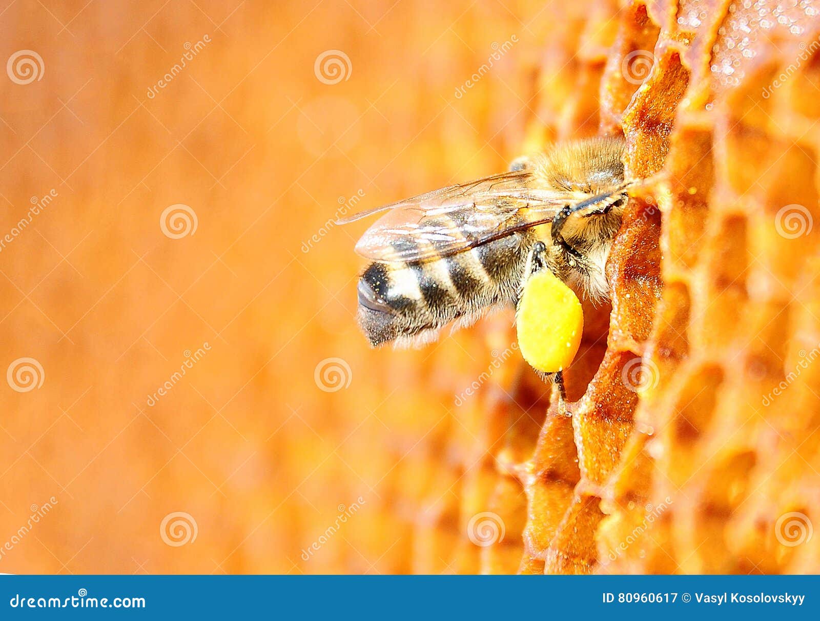Bee Pollen Packs in the Cell. Honeycomb Stock Image - Image of dessert ...