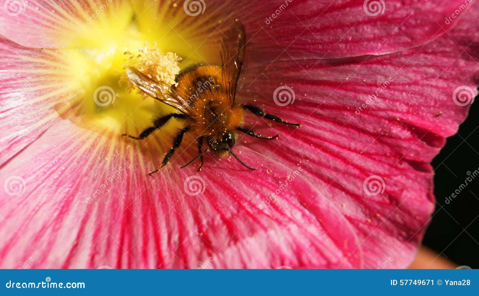 Bee in Pollen on a Pink Flower Stock Image - Image of honey, plants ...