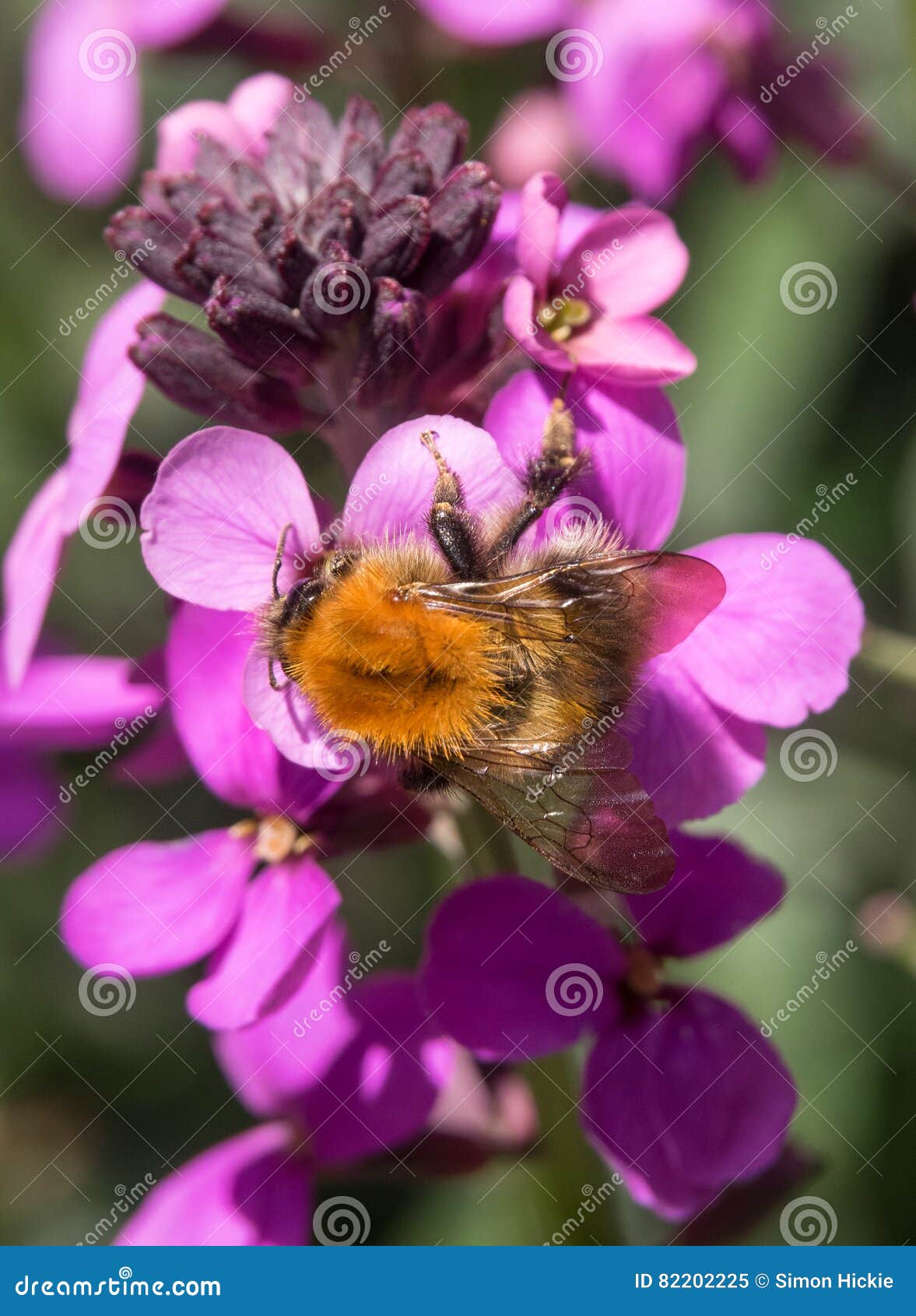 Bee Pollenating stock image. Image of flower, pink, spring - 82202225