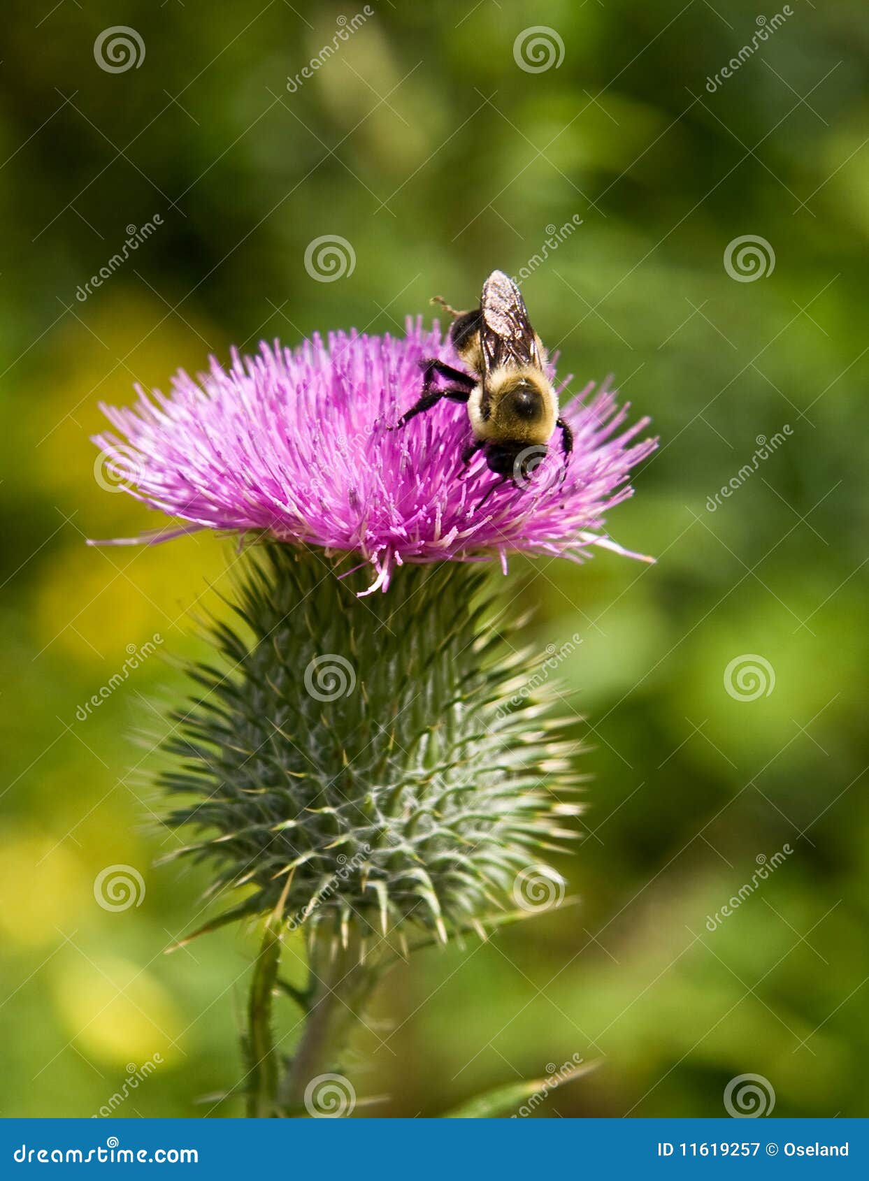 Bee Pollenating Thistle Flower Stock Image - Image of pollenate ...