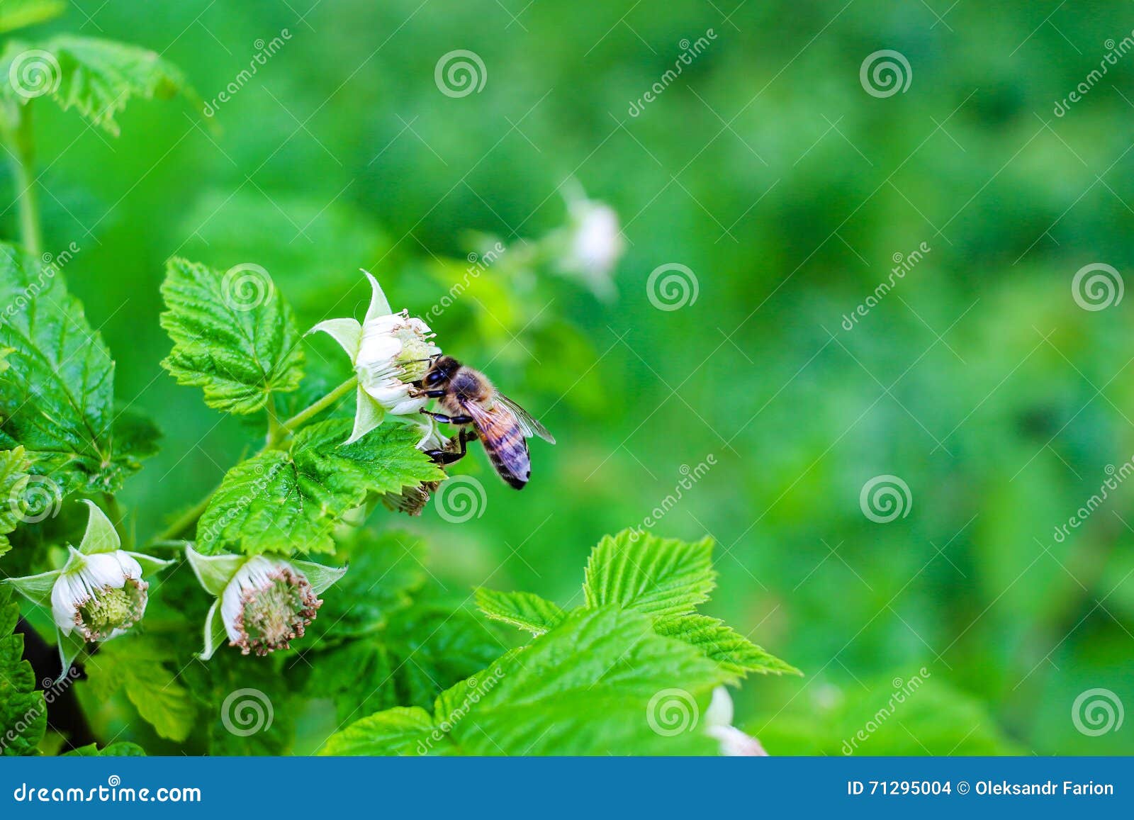 Bee Pollinate on Flower of Raspberry, Nature Background. Stock Photo ...