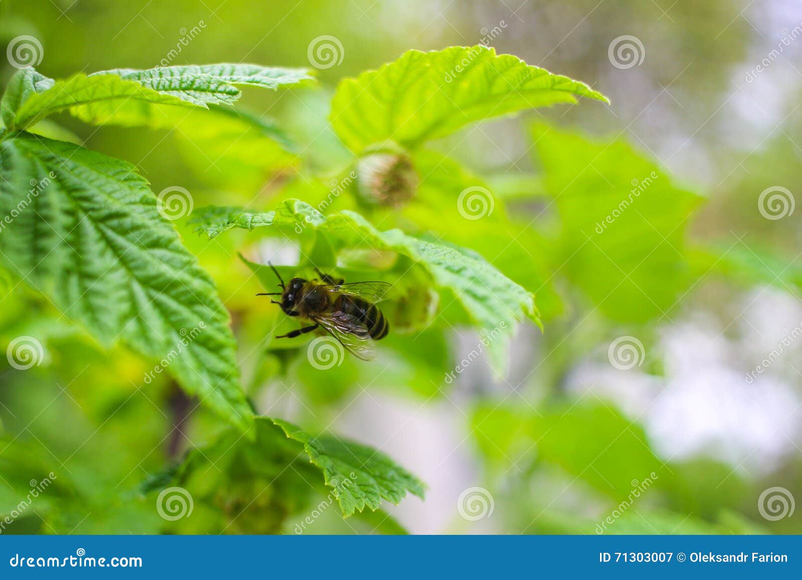 Bee Pollinate on Flower of Raspberry, Nature Background. Stock Image ...