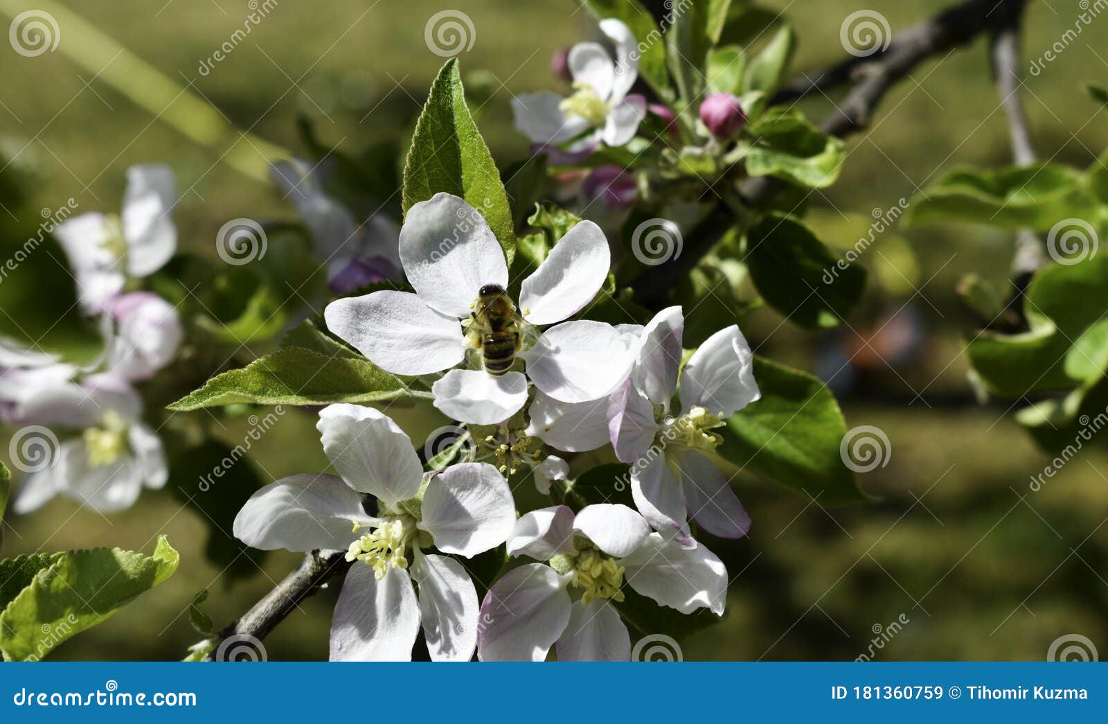 Bee Pollinate Flowers of Apple Tree Stock Image - Image of blossom ...
