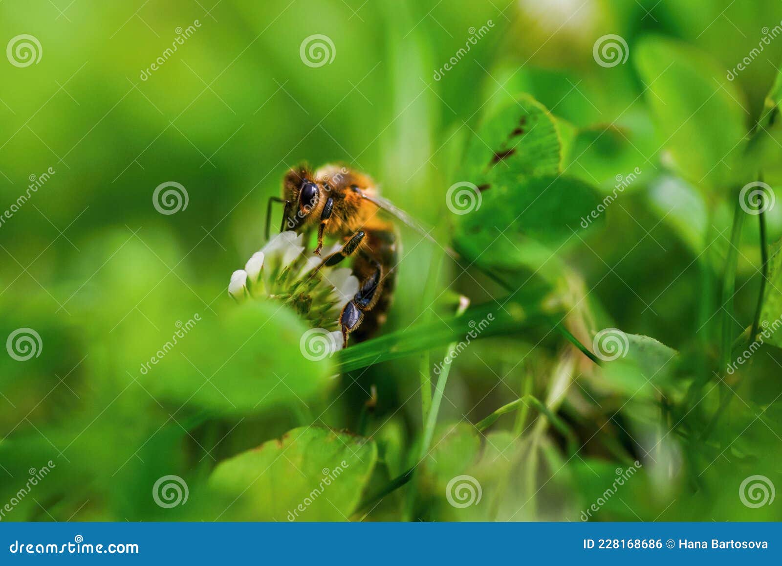 Bee Pollinate White Clover in Fresh Green Meadow Stock Photo - Image of ...