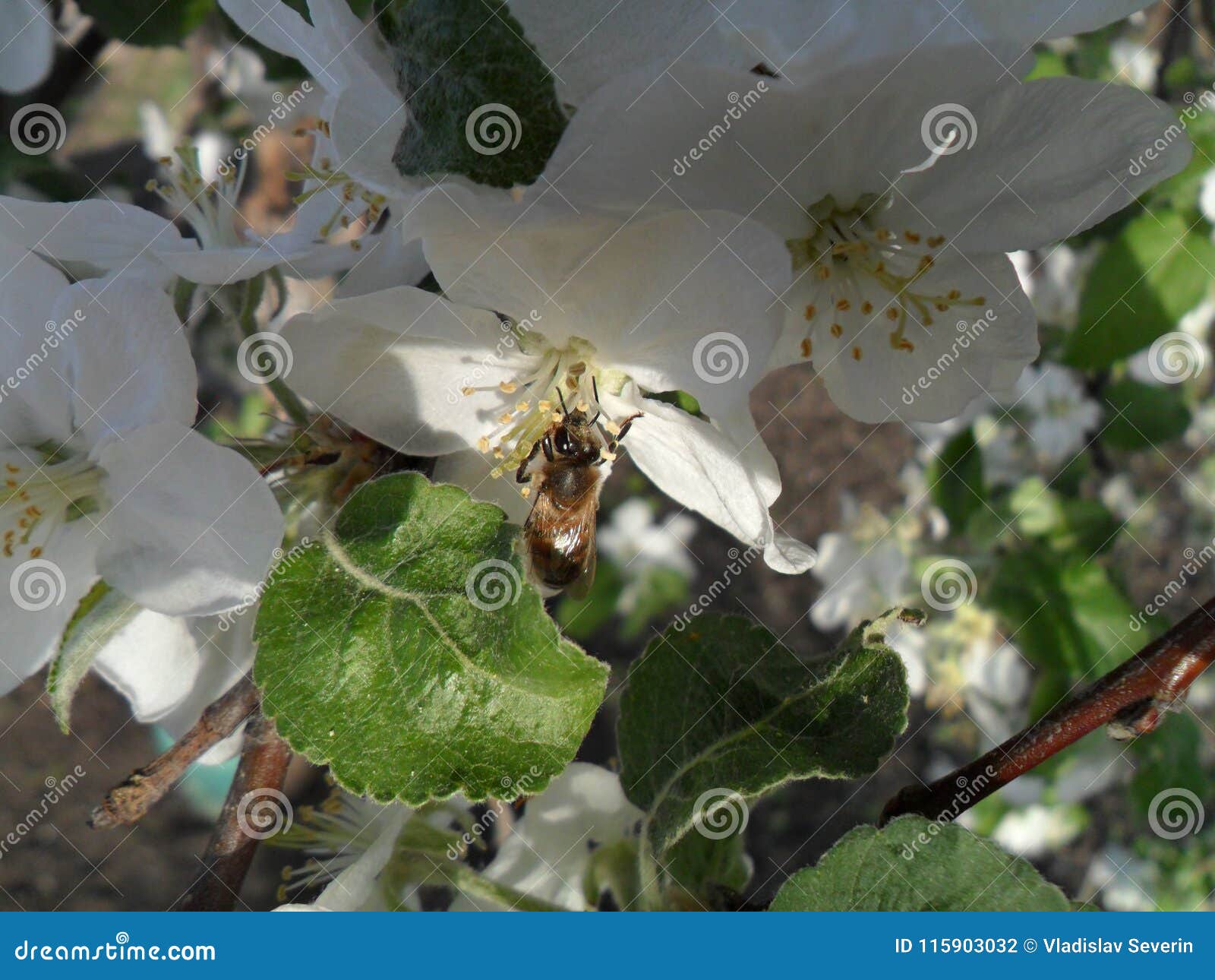 The Bee Pollinates the Apple Tree Stock Photo - Image of leaf, blossom ...