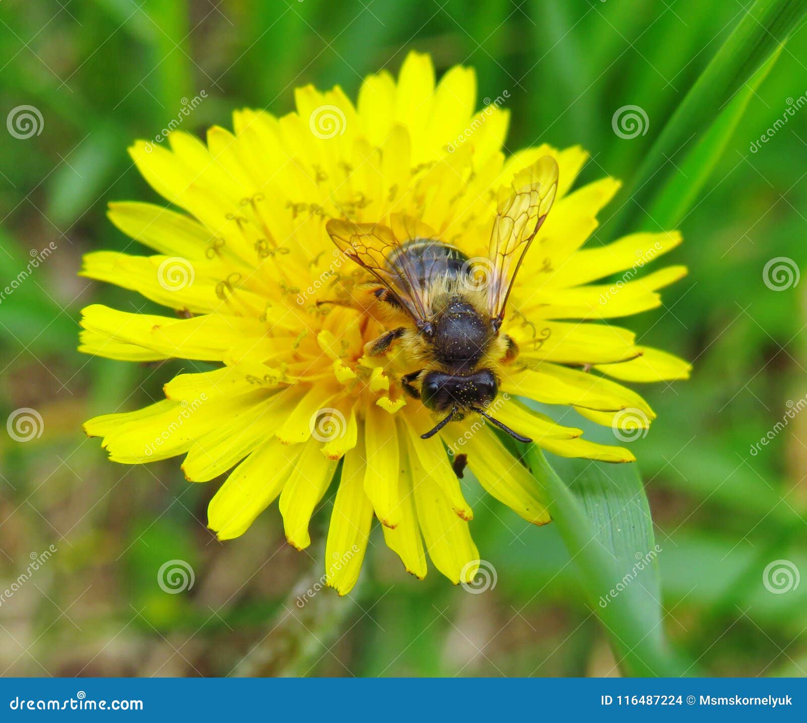 Bee on a dandelion stock photo. Image of green, insect - 116487224