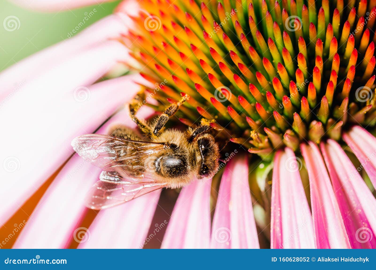 The Bee Pollinates the Flower Echinacea. Pollination Stock Photo ...