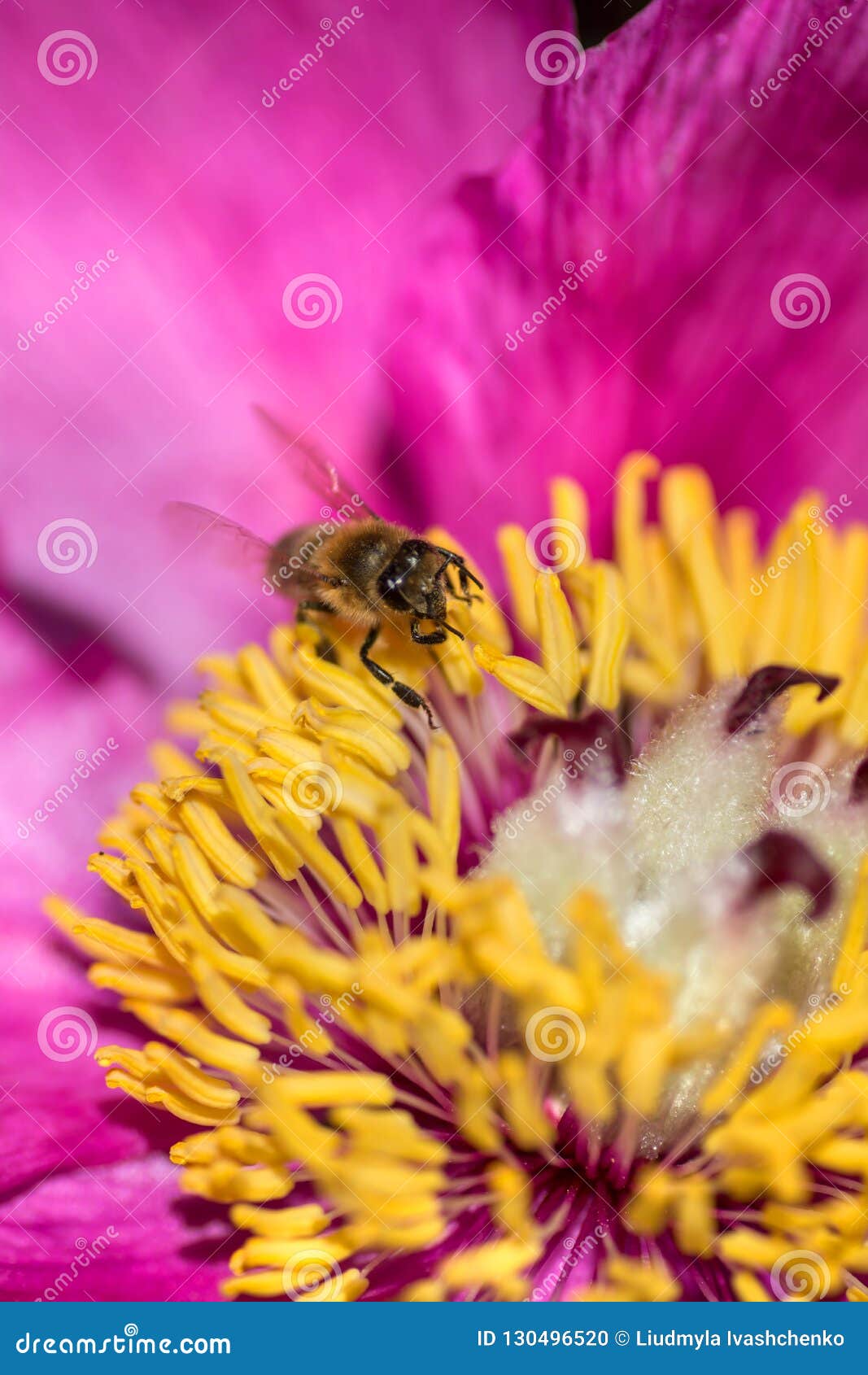 The Bee Pollinates the Peony Flower. Insect on a Pink Flower. Stock ...