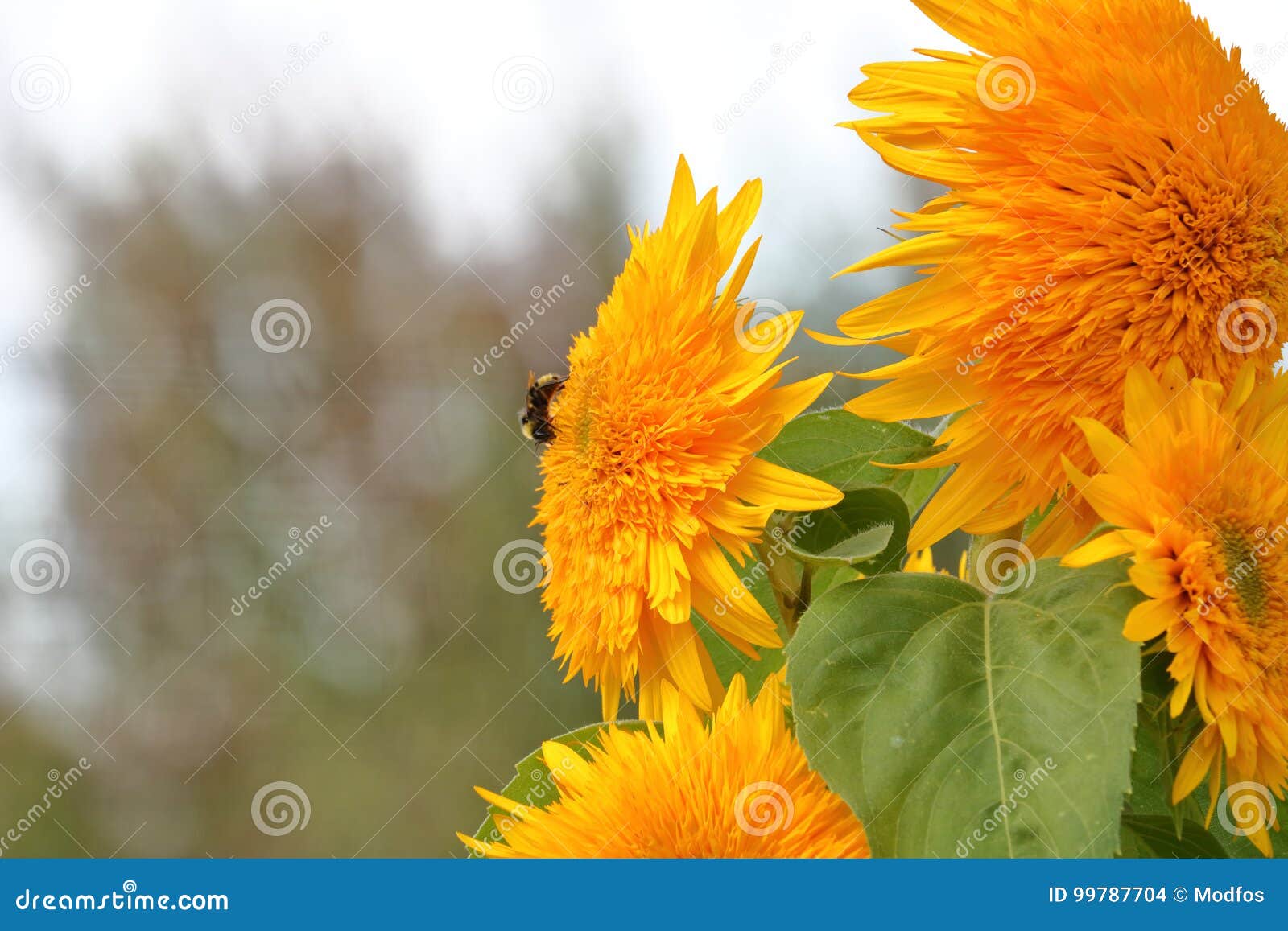 Bee Pollinates Seedless Sunflower Stock Photo - Image of garden, plant ...