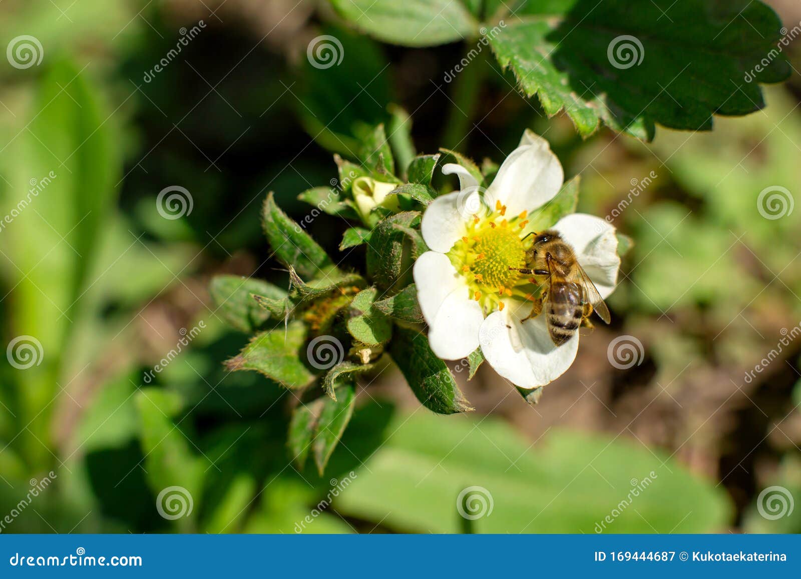 A Bee Pollinates a Strawberry Flower in the Garden Stock Image - Image ...