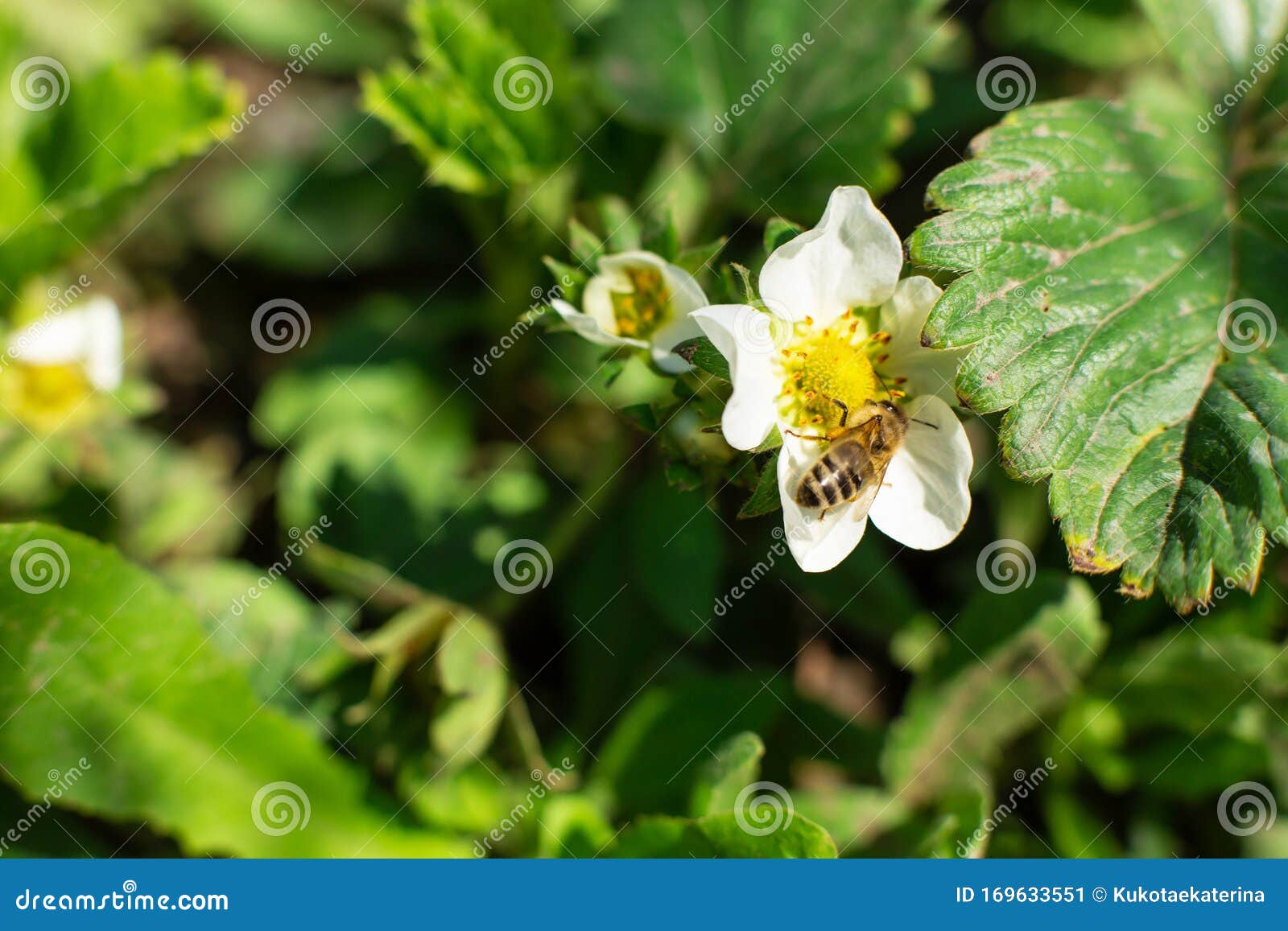 A Bee Pollinates a Strawberry Flower in the Garden Stock Image - Image ...