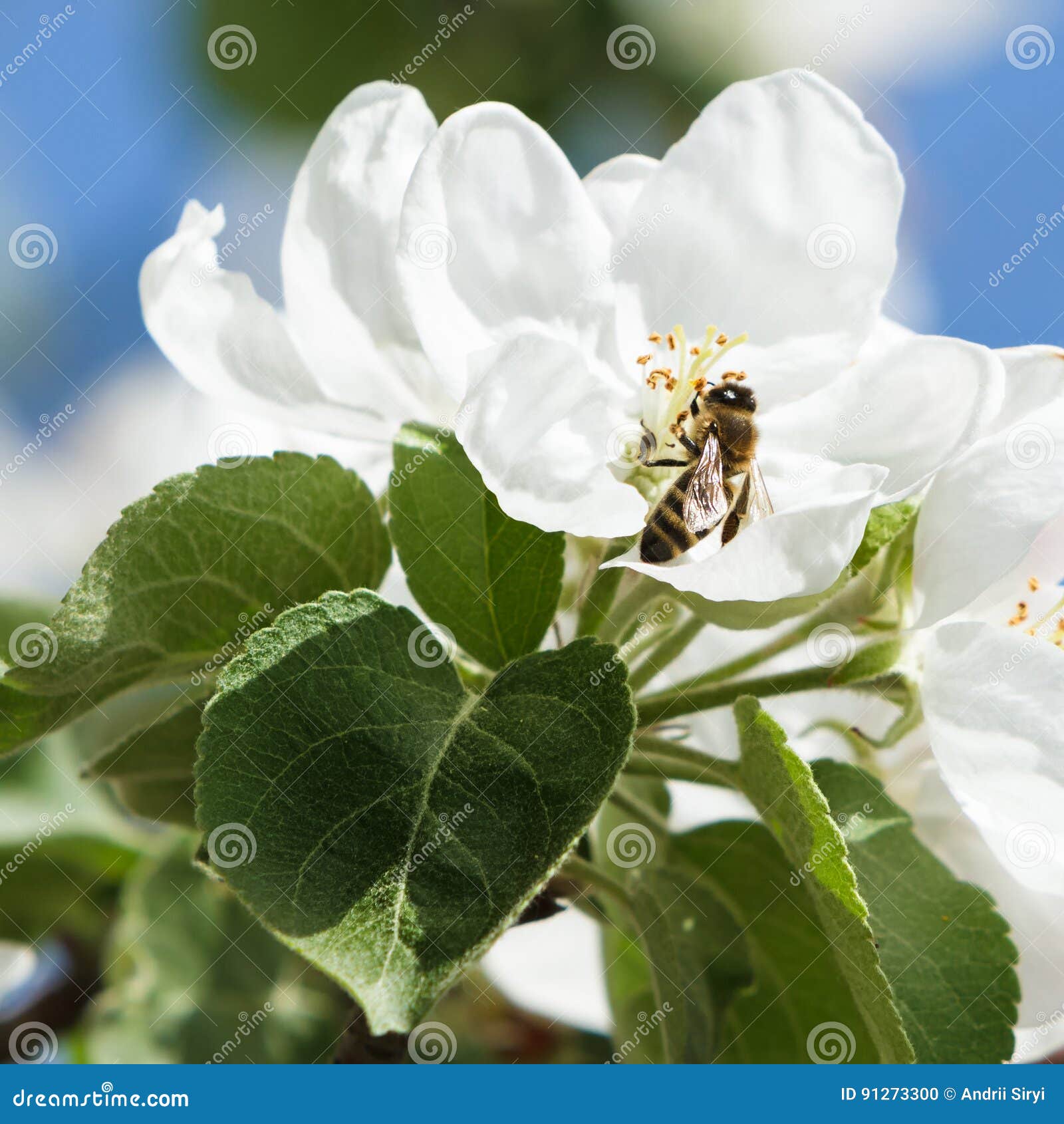 Bee Pollinating an Apple Tree. Stock Photo - Image of background ...