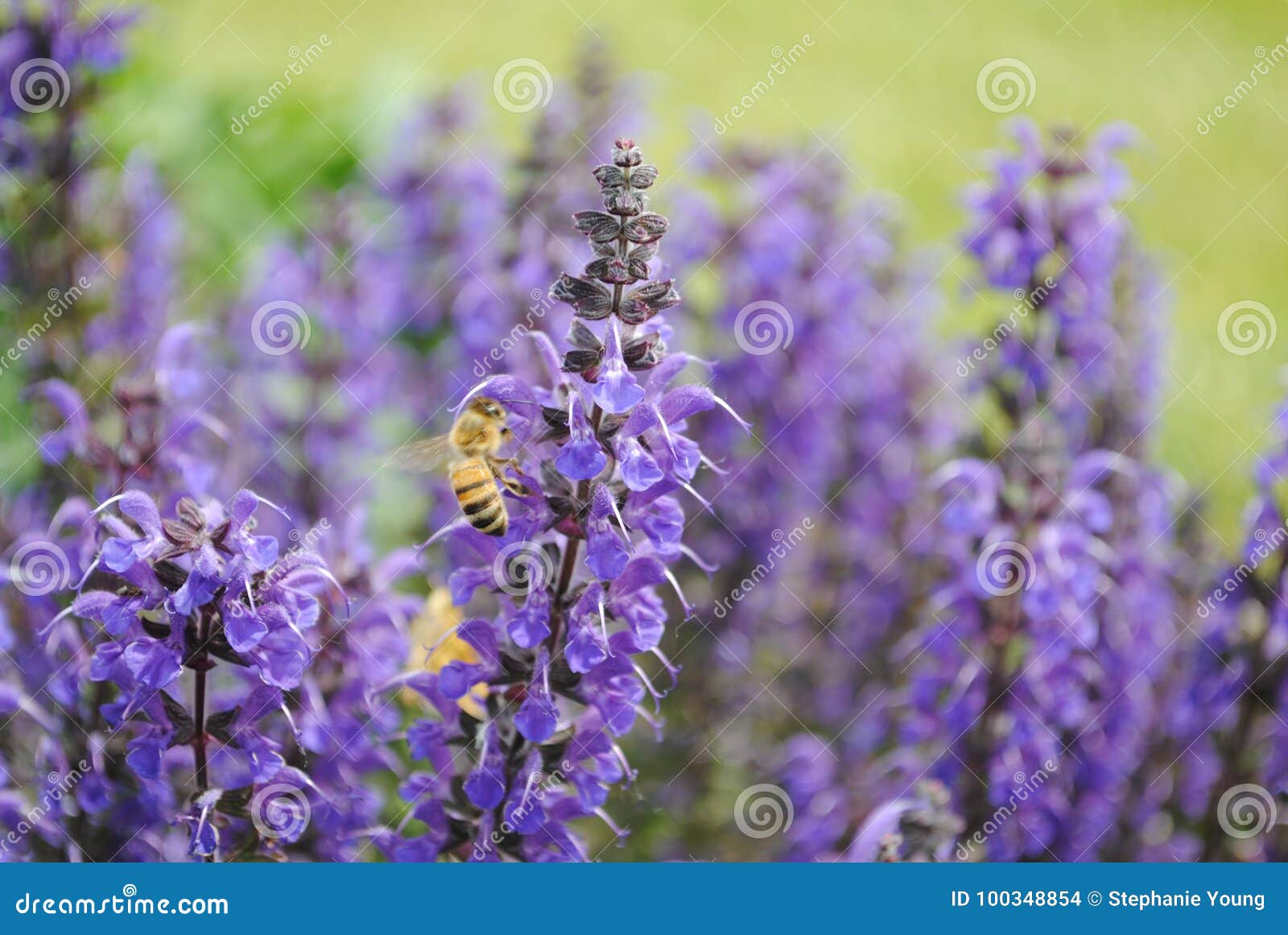 Bee pollinating stock photo. Image of nectar, flower - 100348854