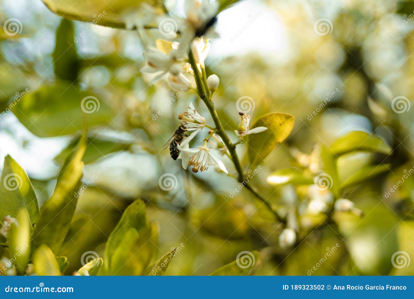 Bee Pollinating a Blossom Orange Tree Stock Photo - Image of orange ...