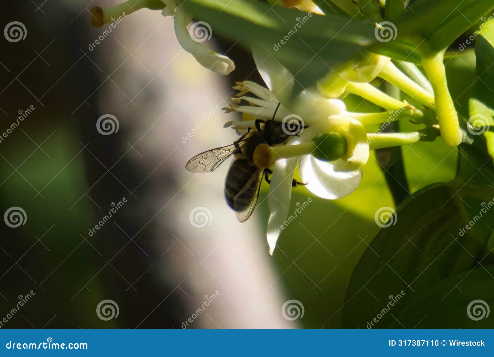 Bee Pollinating the Blossoms of an Orange Tree Stock Photo - Image of ...