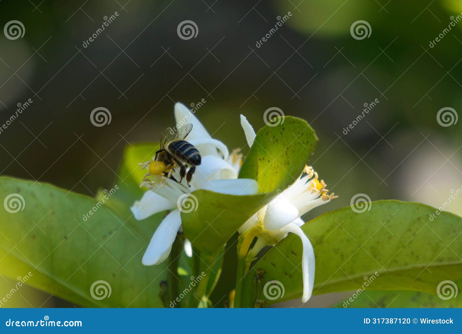 Bee Pollinating the Blossoms of an Orange Tree Stock Photo - Image of ...