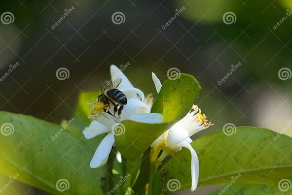 Bee Pollinating the Blossoms of an Orange Tree Stock Photo - Image of ...