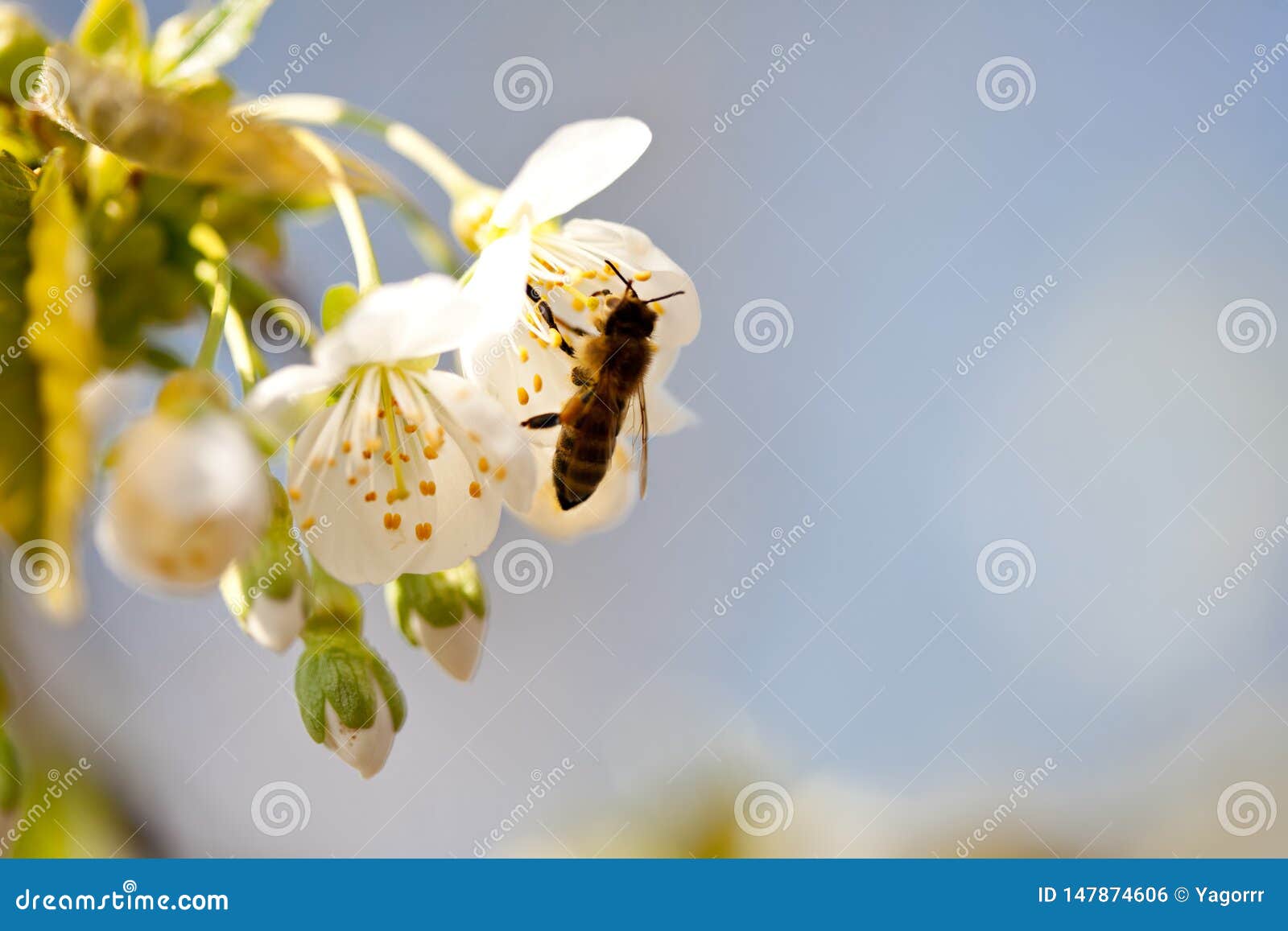 Bee Pollinating Cherry Blossom in Spring Stock Photo - Image of ...