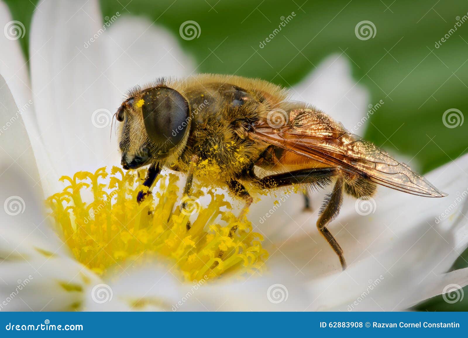 Bee pollinating stock photo. Image of flower, nature - 62883908
