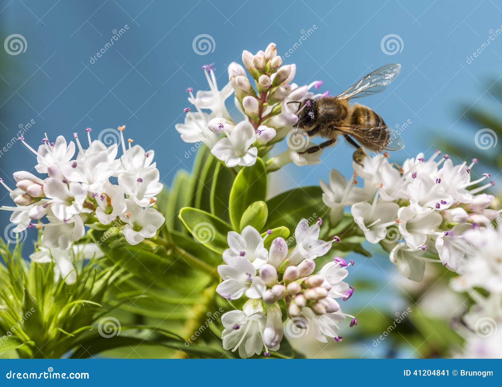 Bee pollinating stock image. Image of close, isolated - 41204841