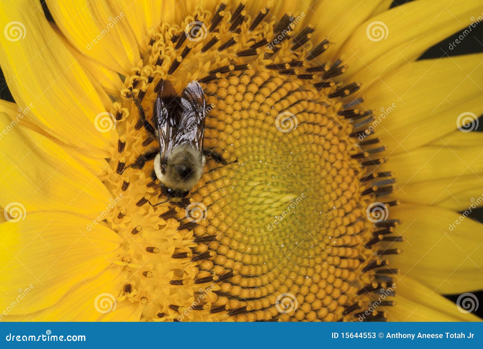 Bee Pollinating a Flower stock image. Image of formal - 15644553
