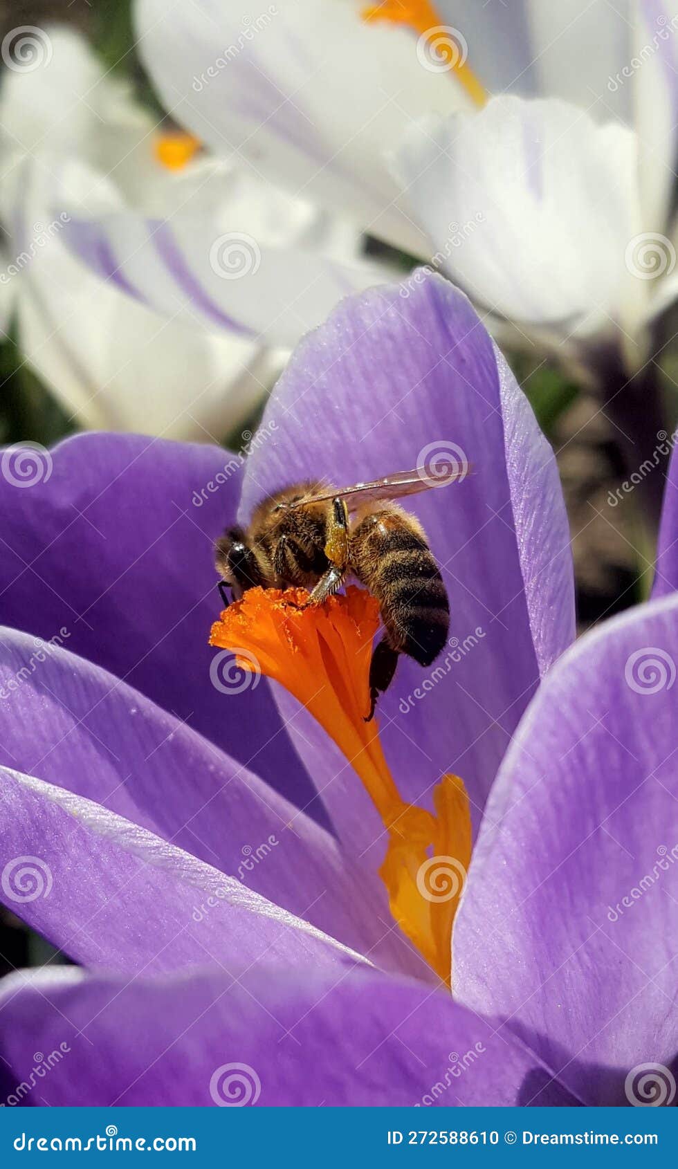 Bee pollinating a flower stock photo. Image of pink - 272588610