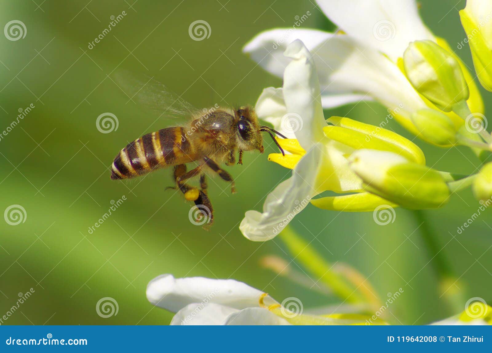 Bee pollinating flower stock photo. Image of east, easter - 119642008