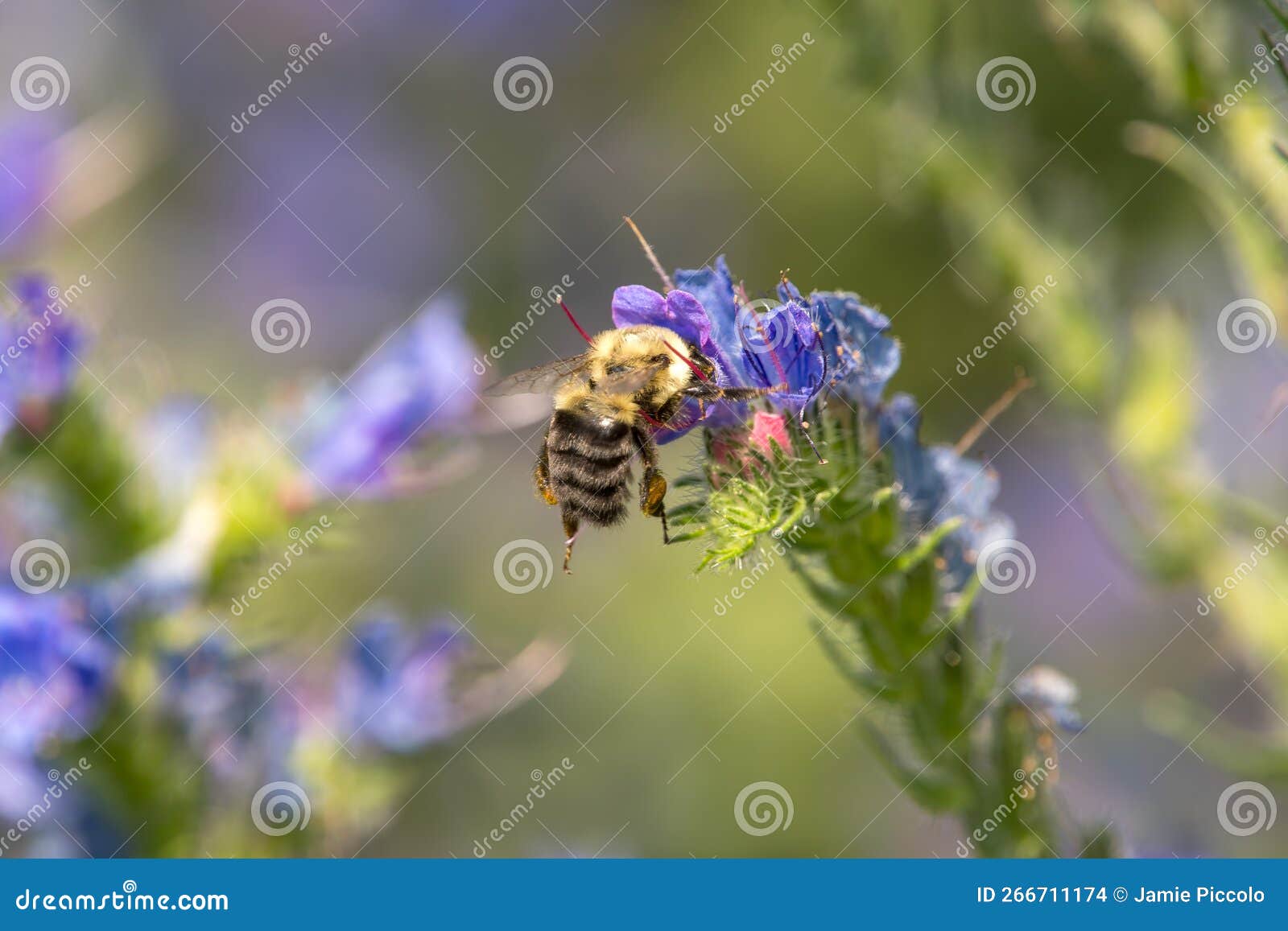 Bee pollinating a flower stock photo. Image of invertebrate - 266711174