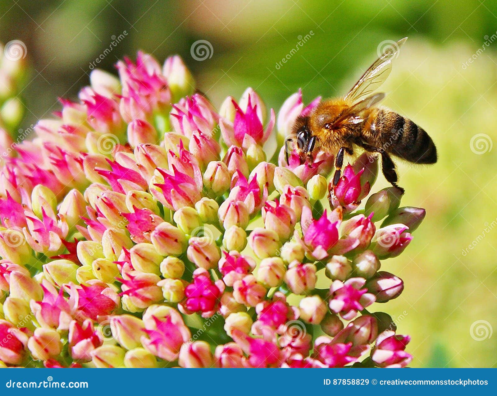 Bee Pollinating Flower Buds Picture. Image: 87858829
