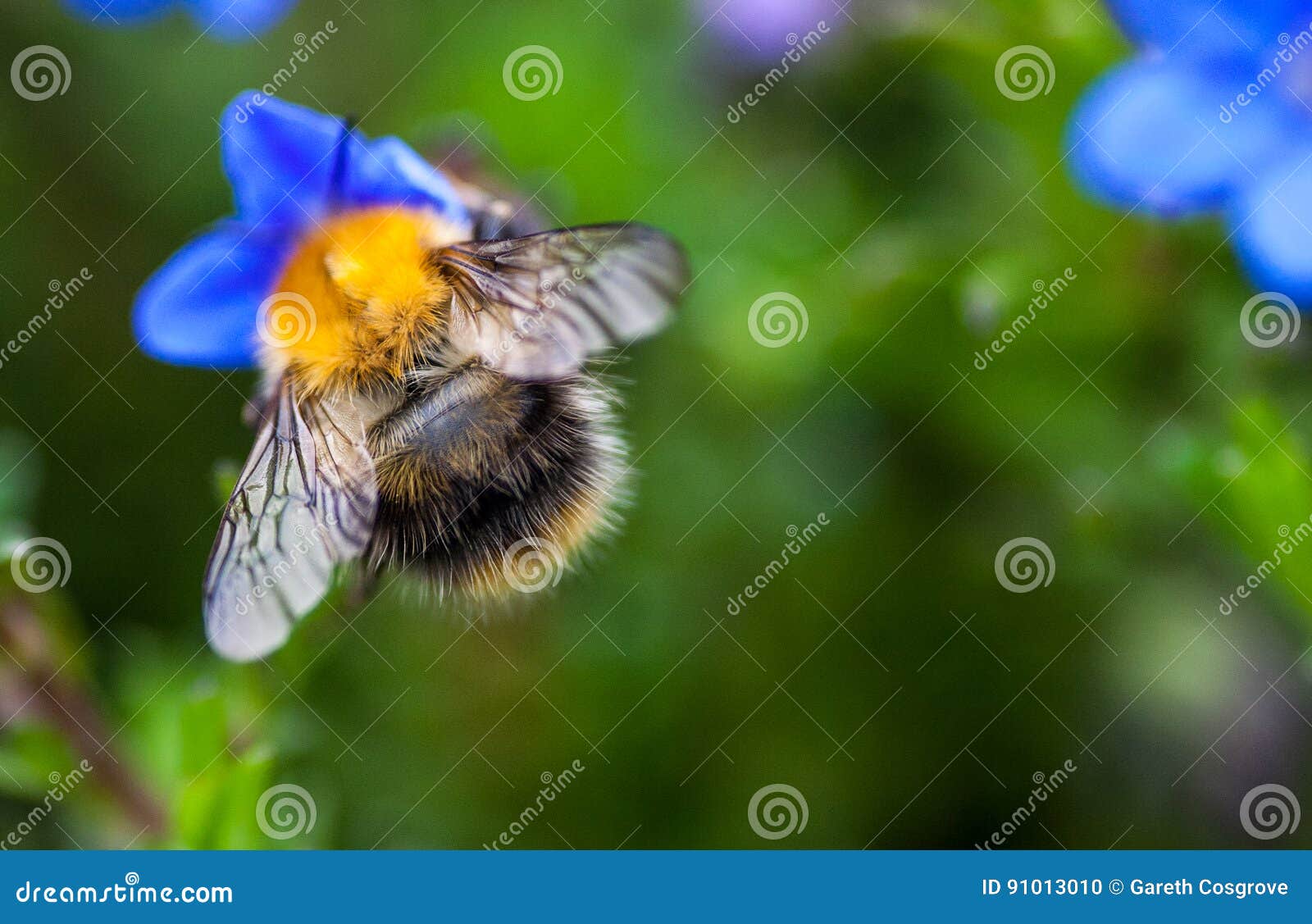 Bee pollinating a flower stock photo. Image of apoidea - 91013010