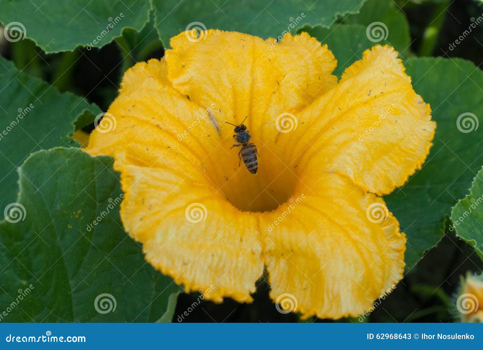 A Bee Pollinating a Flower Pumpkin in the Garden Stock Image - Image of ...